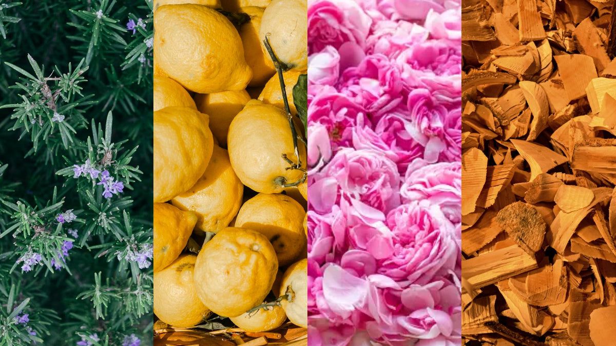 Understanding Scent Families and Notes – DuxmoreBotanics